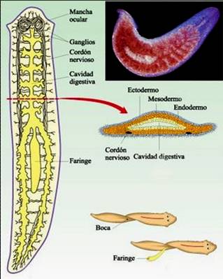 Zoología: Unidad VI: Plan de organización estructural de los ...