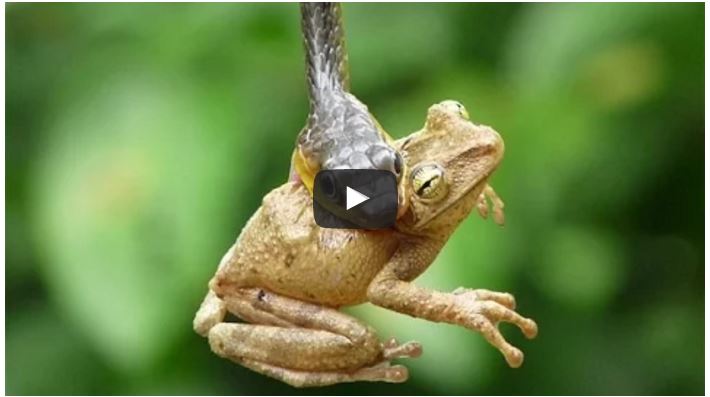 Frog Jiu-Jitsu vs Snake « GovoucherGo