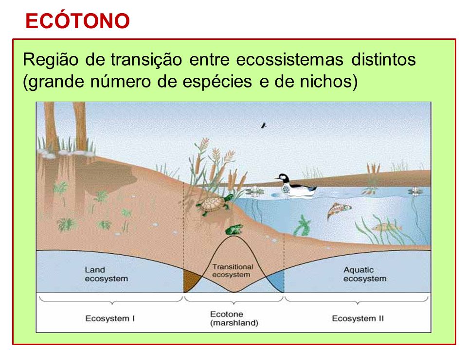 Ciências Humanas - CEEJA "PROFº JOÃO SEGURA" - PENÁPOLIS(SP): ECÓTONO ...
