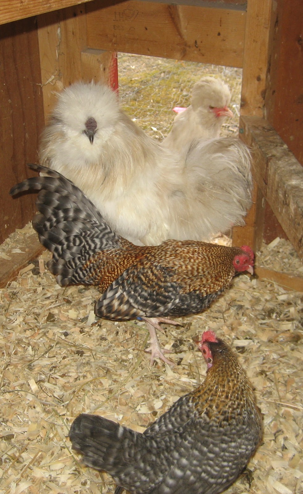Chicken Scratch: Jewelry Box Chickens