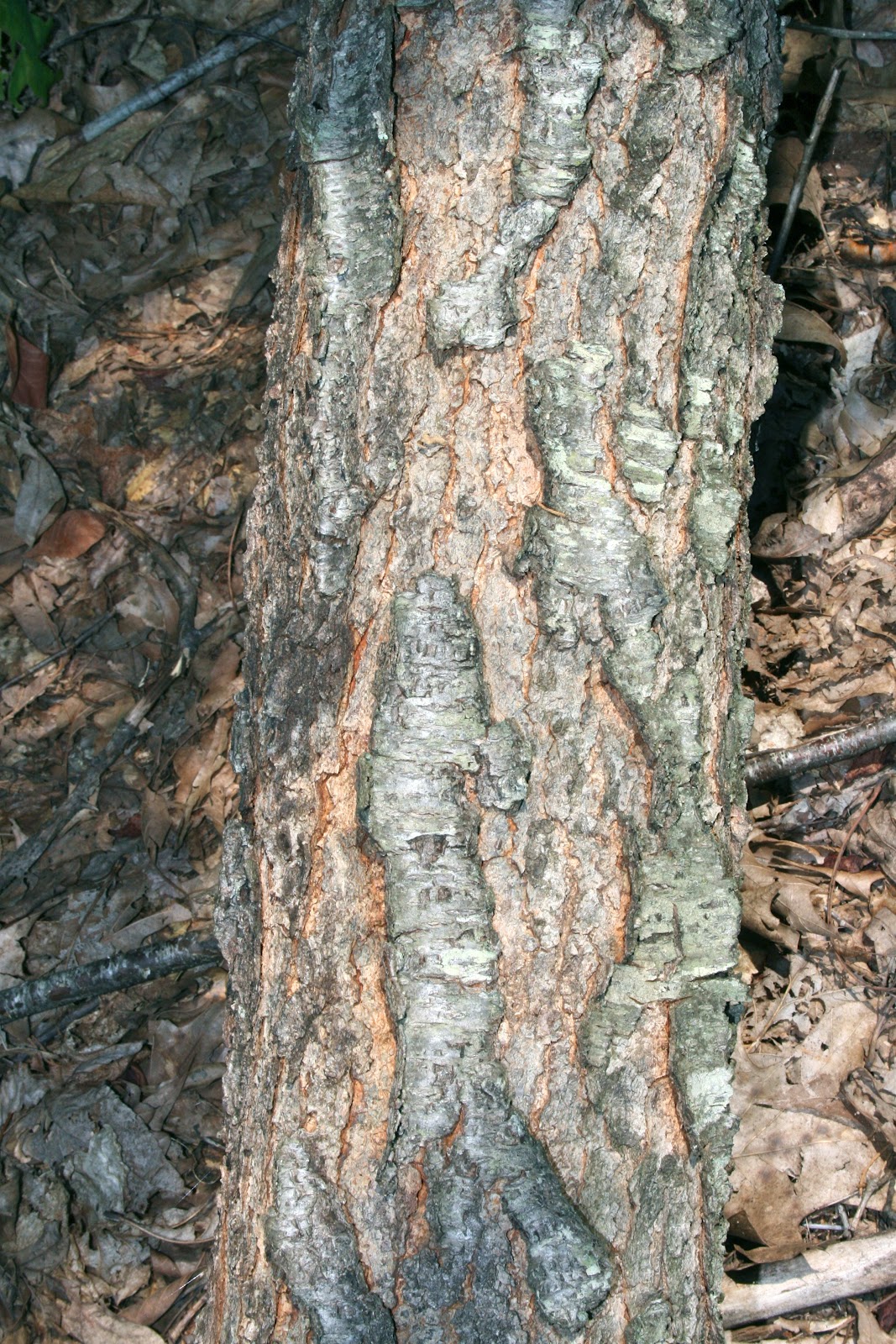 A Tiny Homestead: August 2012