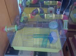 Tip Memilih Kandang Marmut Yang Sehat Dan Nyaman – Jati.id