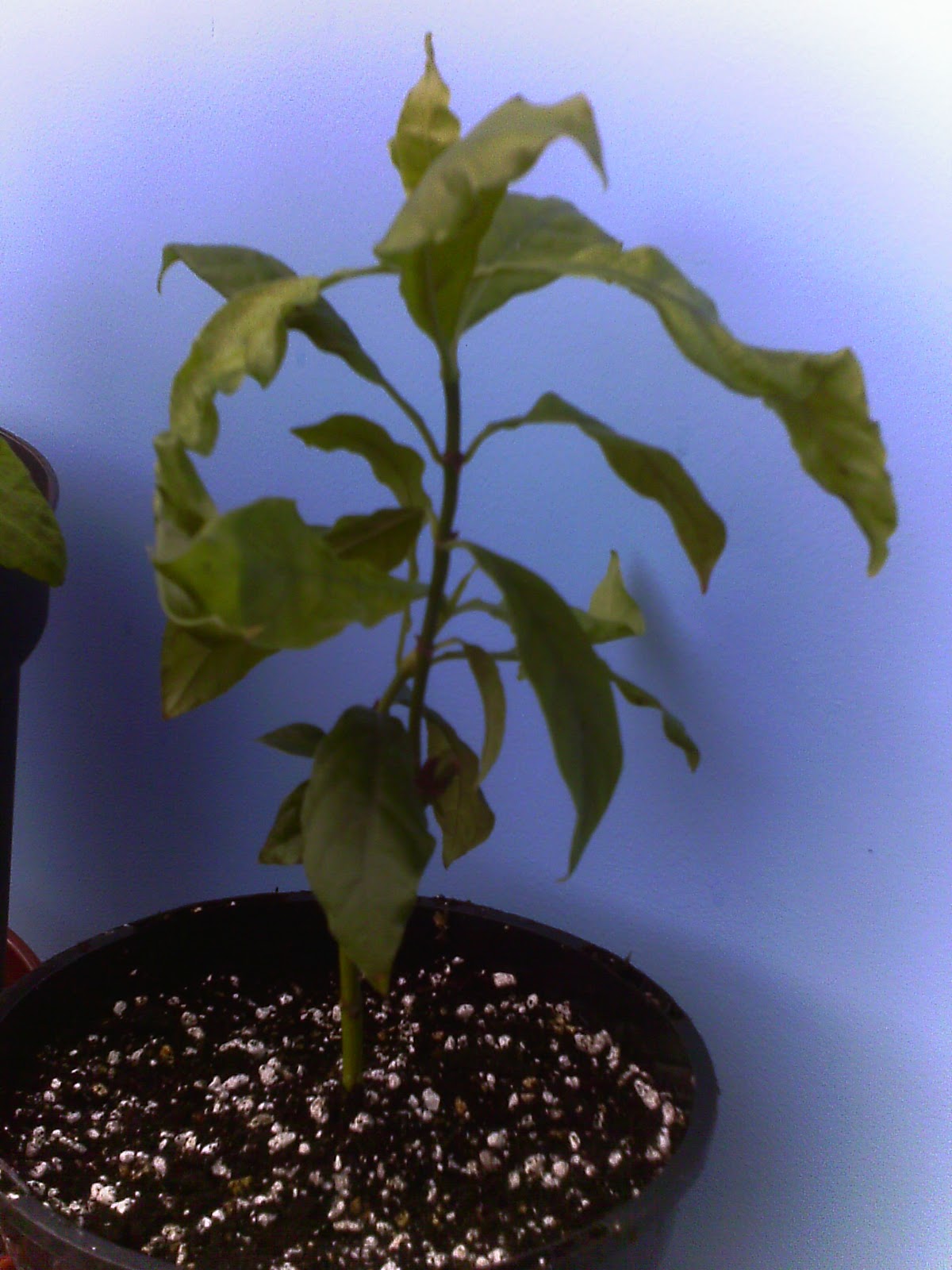 the-mush-room.co.uk: chacruna