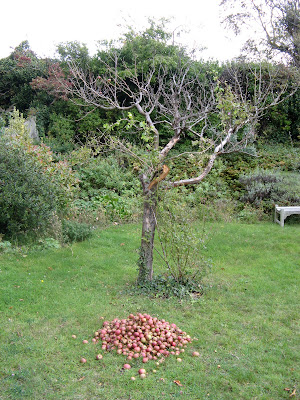 An East Sussex Garden: A dead apple tree