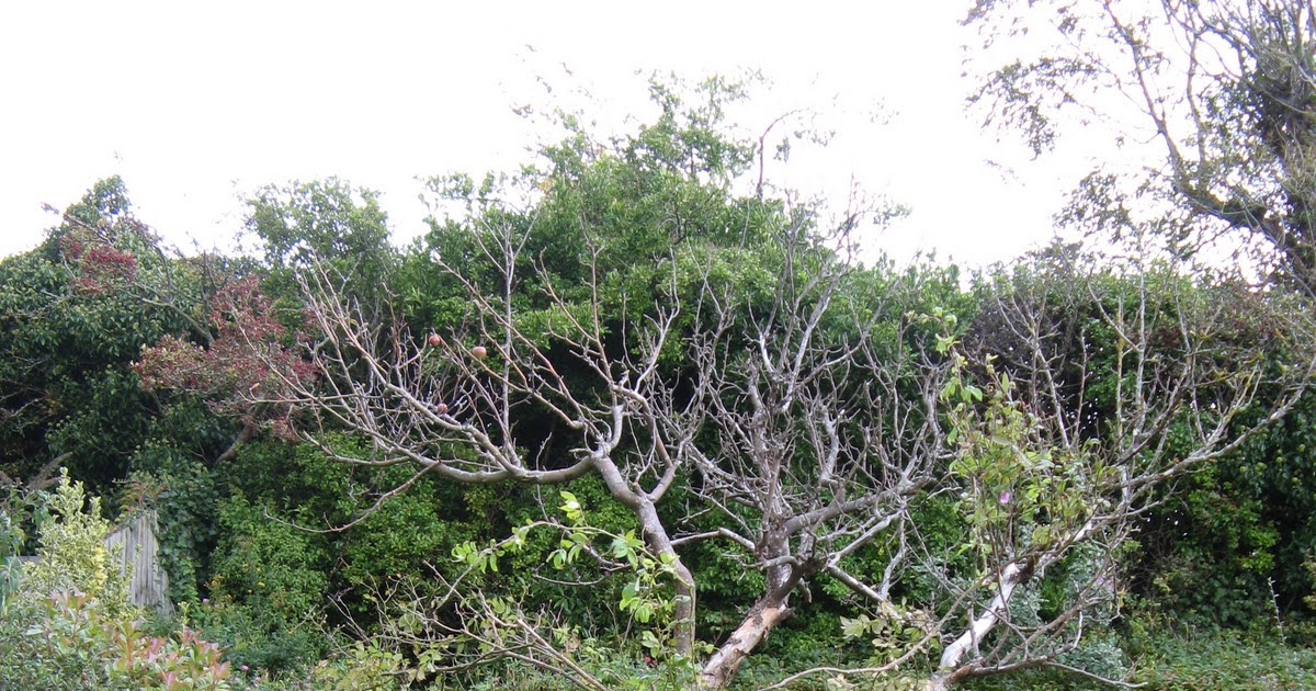 An East Sussex Garden: A dead apple tree