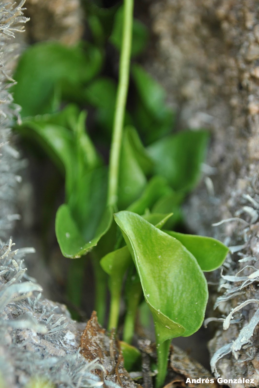 FOTOS DE FLORA NATIVA Y ADVENTICIAS DE URUGUAY : Ophioglossum ...