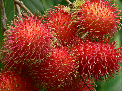 Aneka Jenis Buah Rambutan - ATH Aneka Tanaman Hias - Aneka Tanaman Hias ...