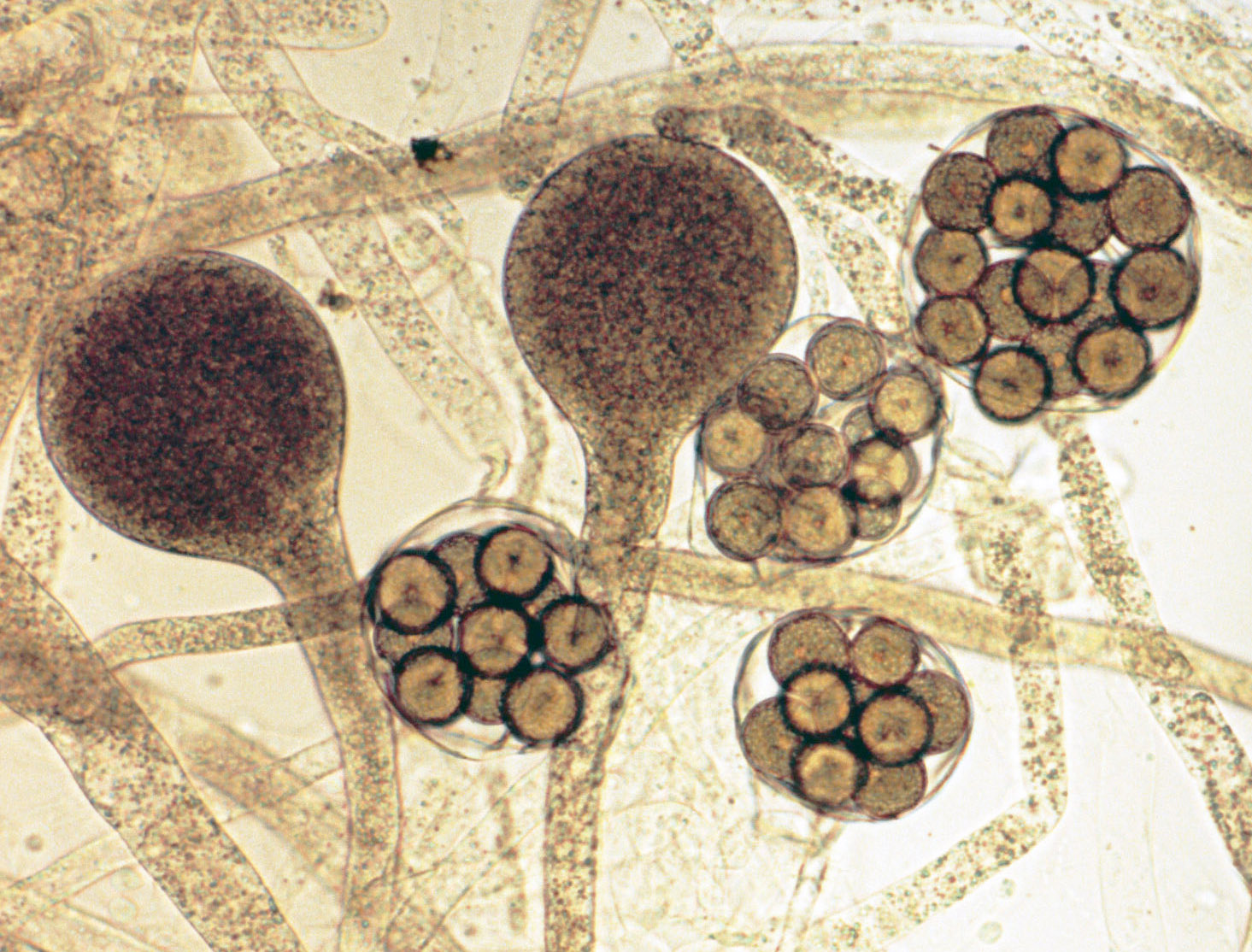 Catalogue of Organisms: Water Moulds