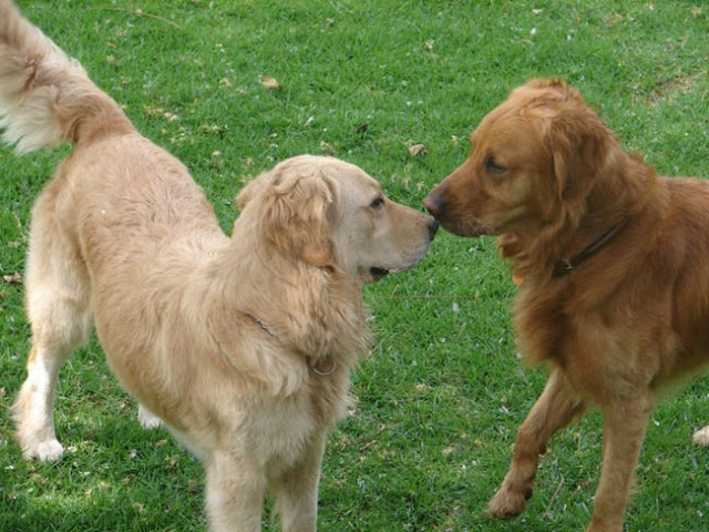 NUNCAJAMAS COCKER: LA REPRODUCCION EN LOS PERROS