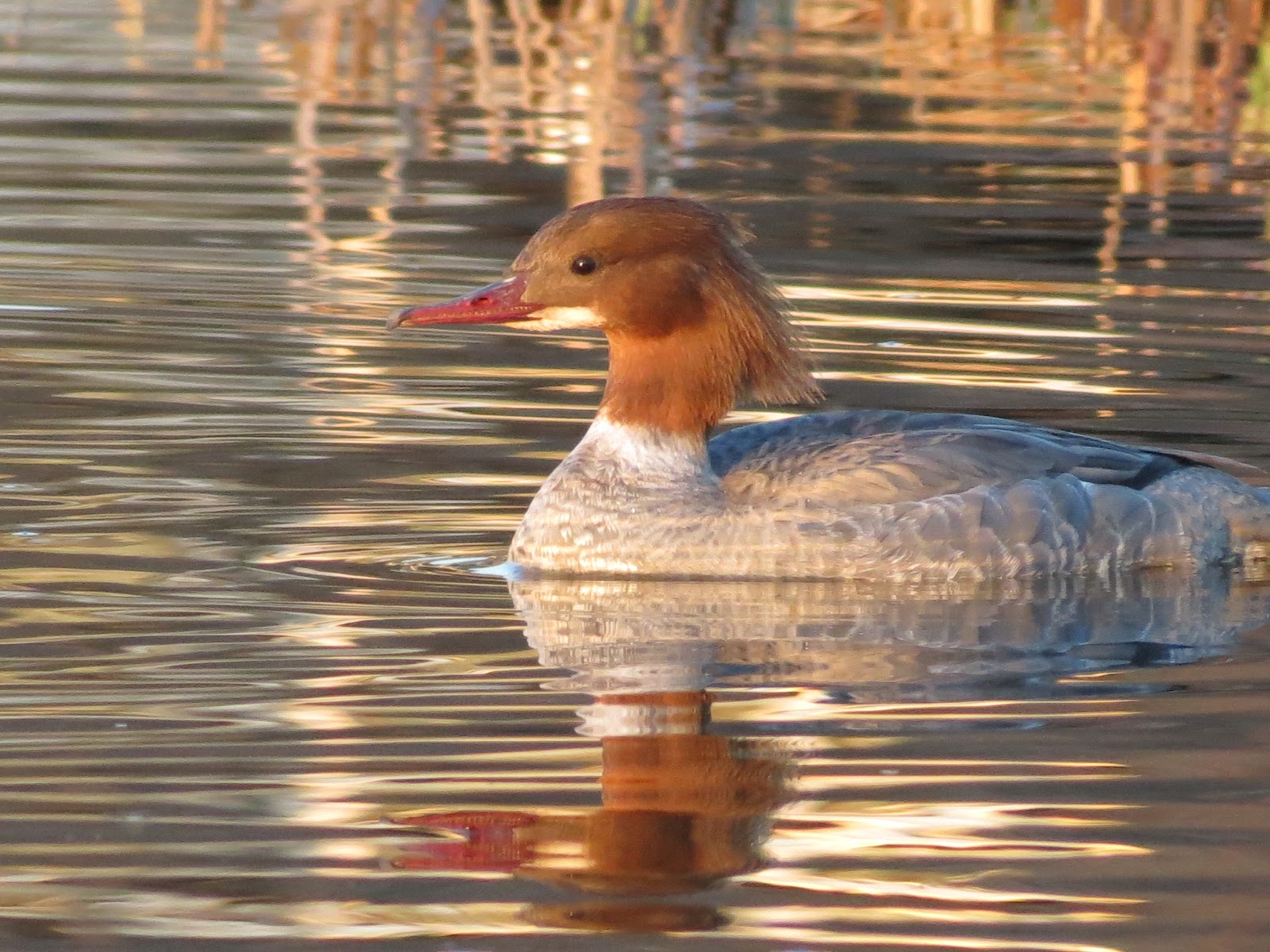 "geblitz-dingst": am Enten-Weiher