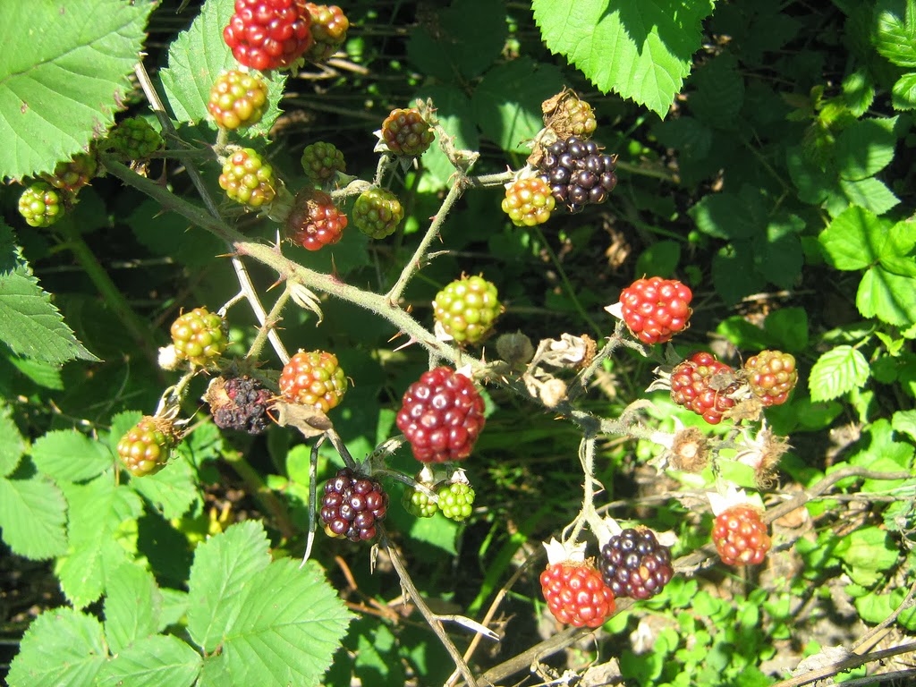Species of UK: Week 31: Bramble (‘Rubus fruticosus’)