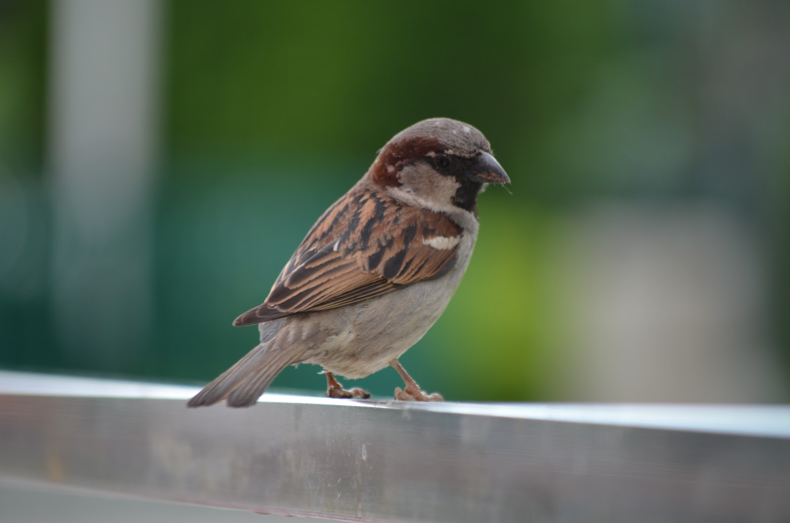 Claudiu Dinca Foto: Vrabia - fotografii facute cu Nikon D5100, 55-200mm ...
