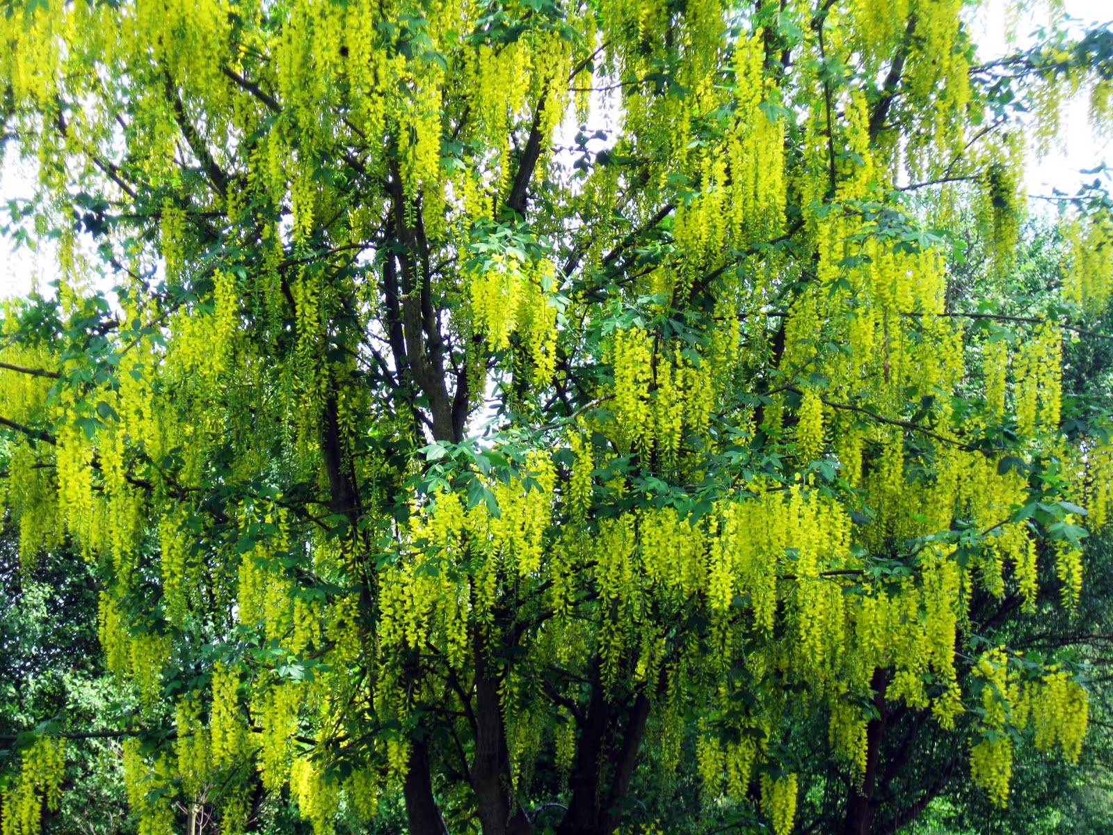 Time Stands Still: Humming Tree