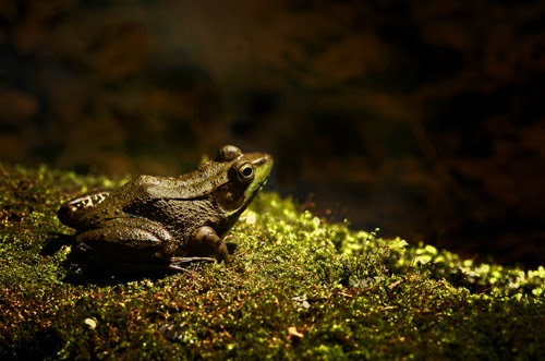 These Petty Moments: Photographer Spotlight: Mike Moats