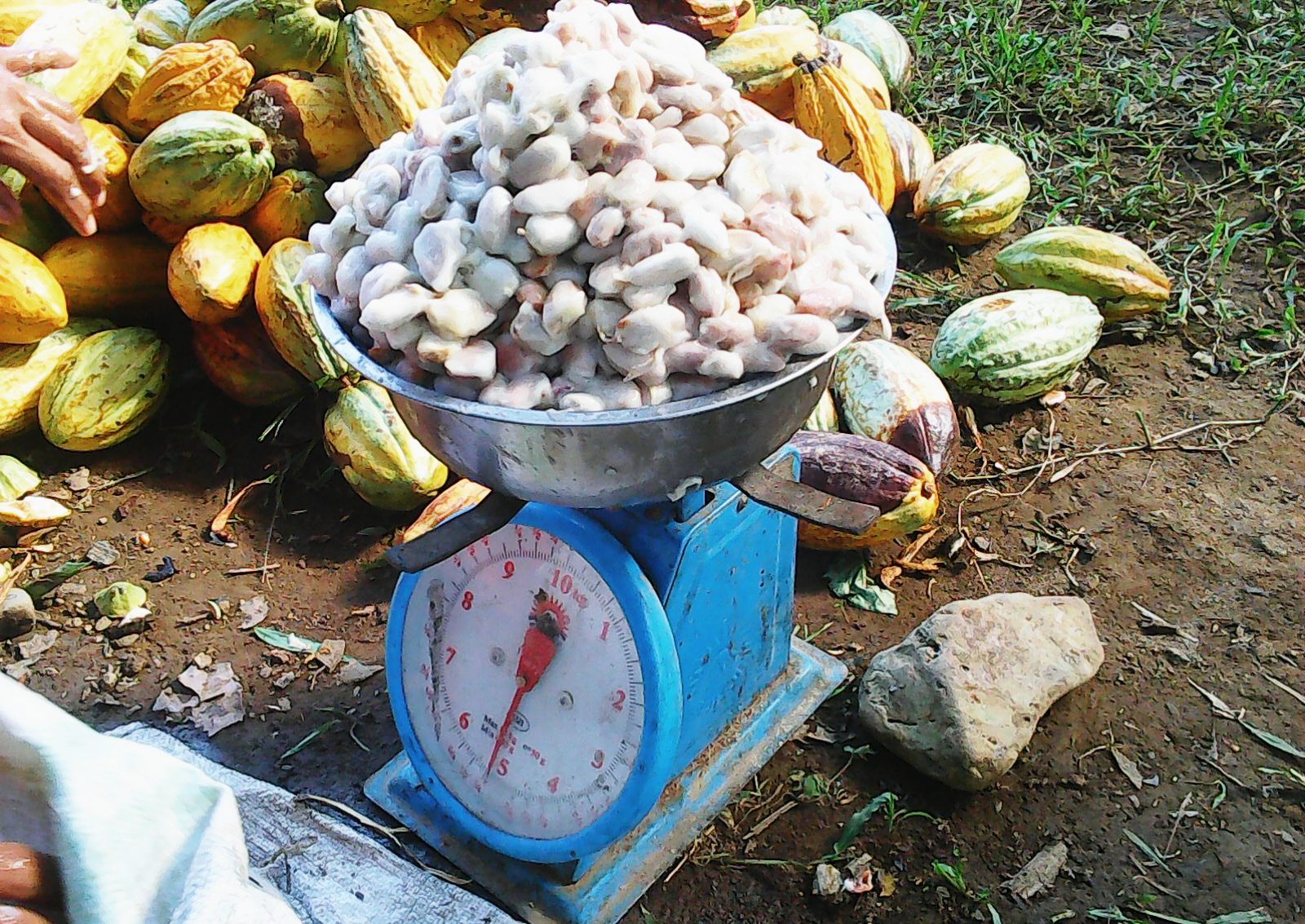 cpb_CocoaPinasBlogs: Cacao Pods & Harvesting: Bicol & Palawan