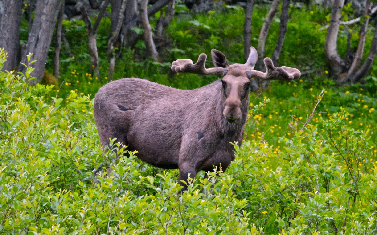 HAO-loggen: Bilder JUNI 2014