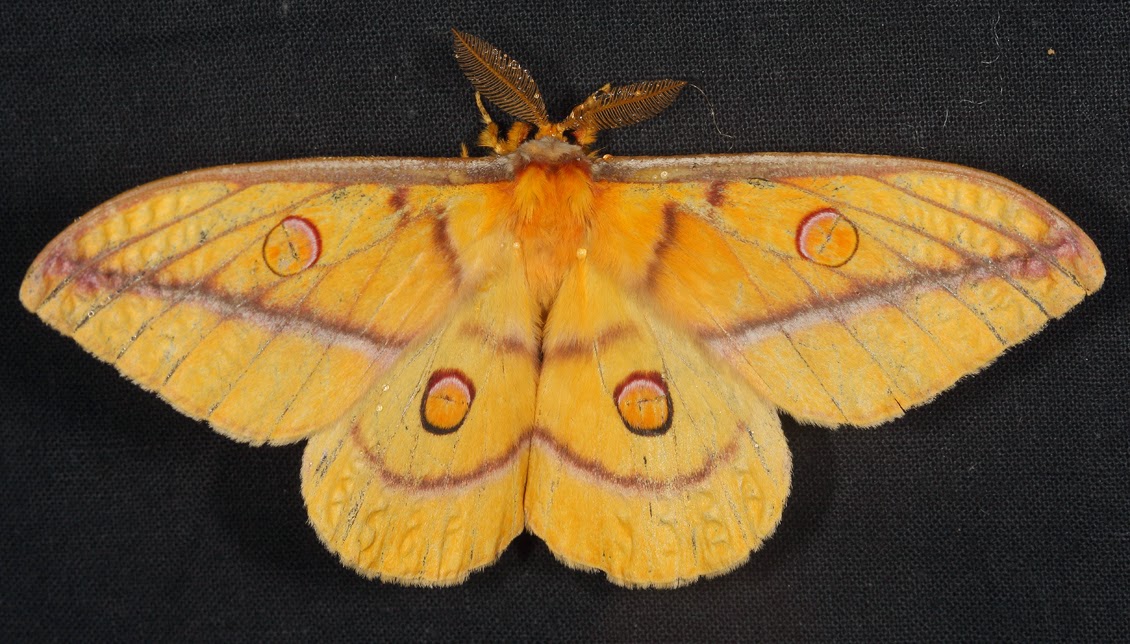 BunyipCo: October 2014