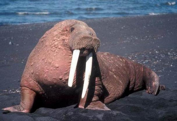 Marine Life: Pacific Walrus