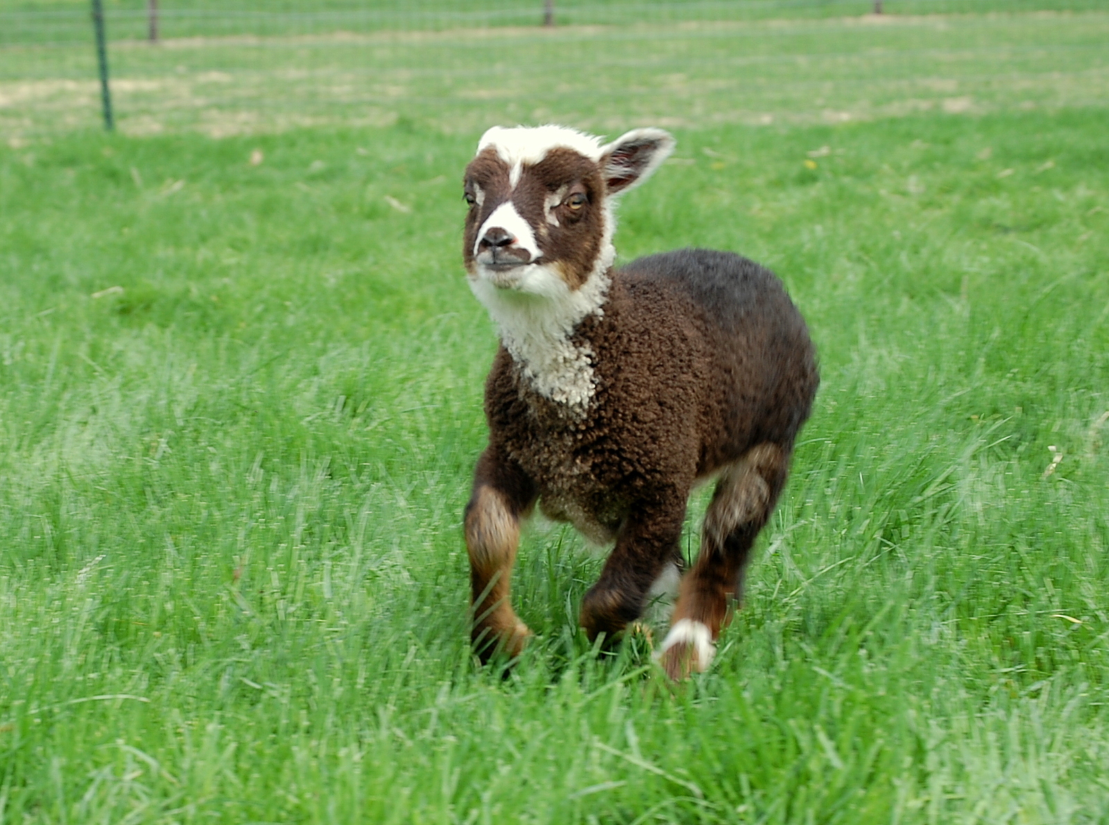 Crosswinds Farm: Spring-loaded lambs.