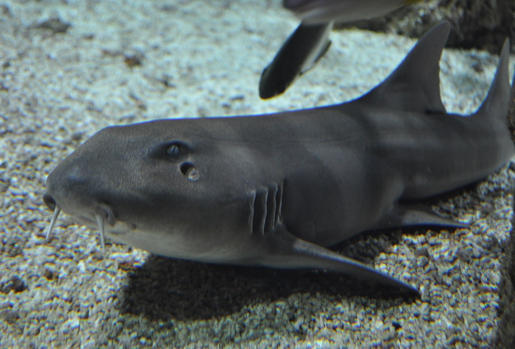 ZOOTOGRAFIANDO (6.096 ANIMALS): TIBURÓN BAMBÚ / BROWN-BANDED ...