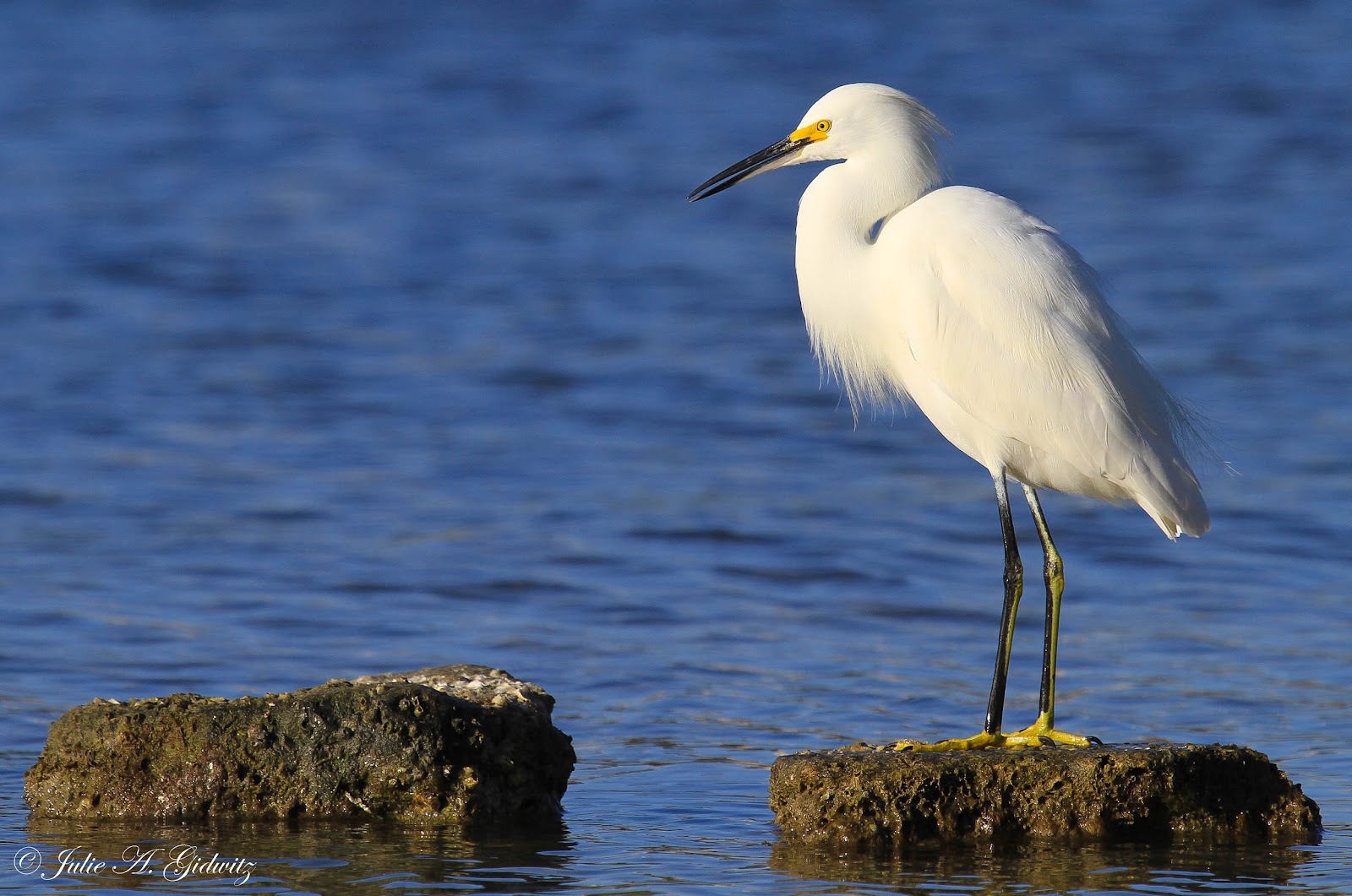 Birding Is Fun!: Flurry of Feathers