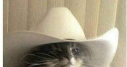Normal cat: Meow - Texan Cat: Meowdy