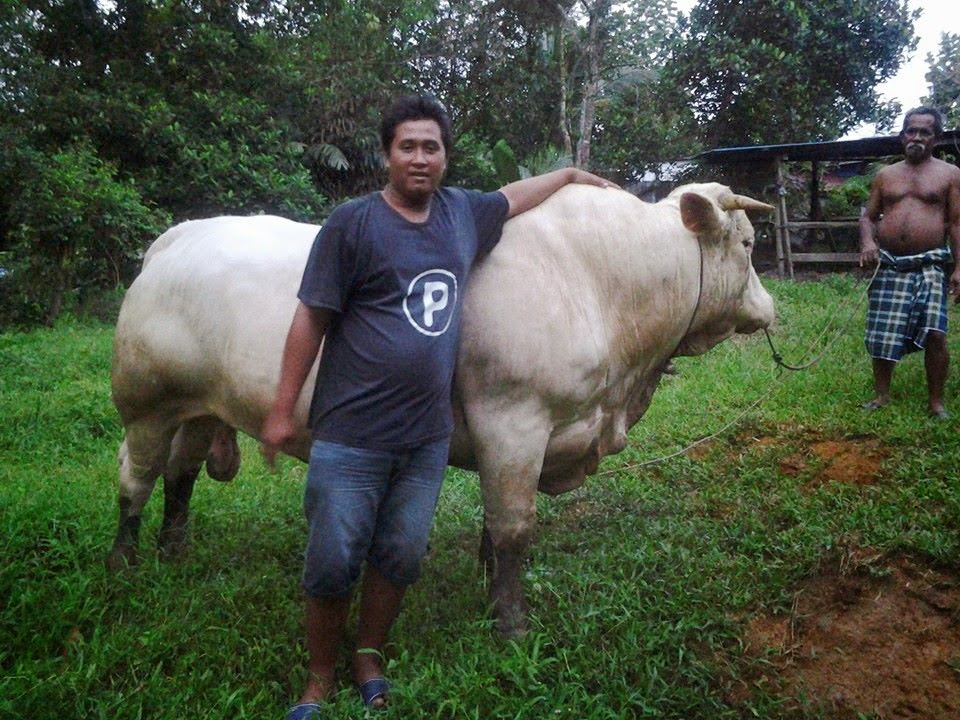 Sungai Bari News: Lembu Terbesar Di Kampung Sungai Bari