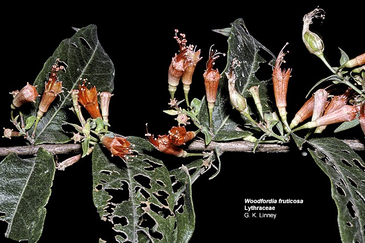 HamBa_aLLaH : Flos (Bunga)