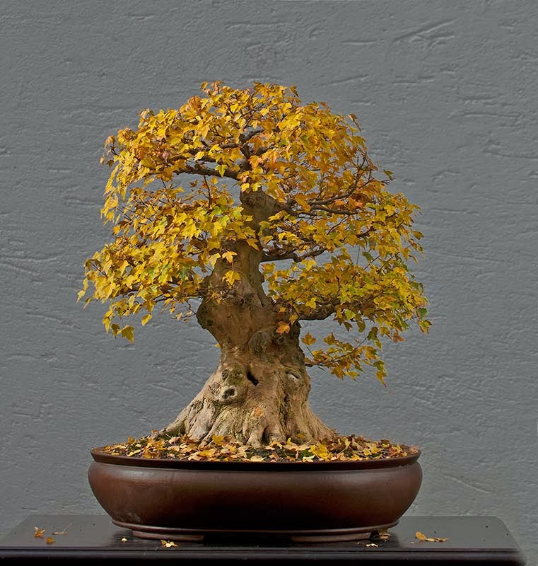 Walter Pall Bonsai Adventures: final fall images of Trident maple #9