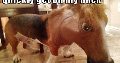 Thinking Pink: Top Five LOL Animals of the Day