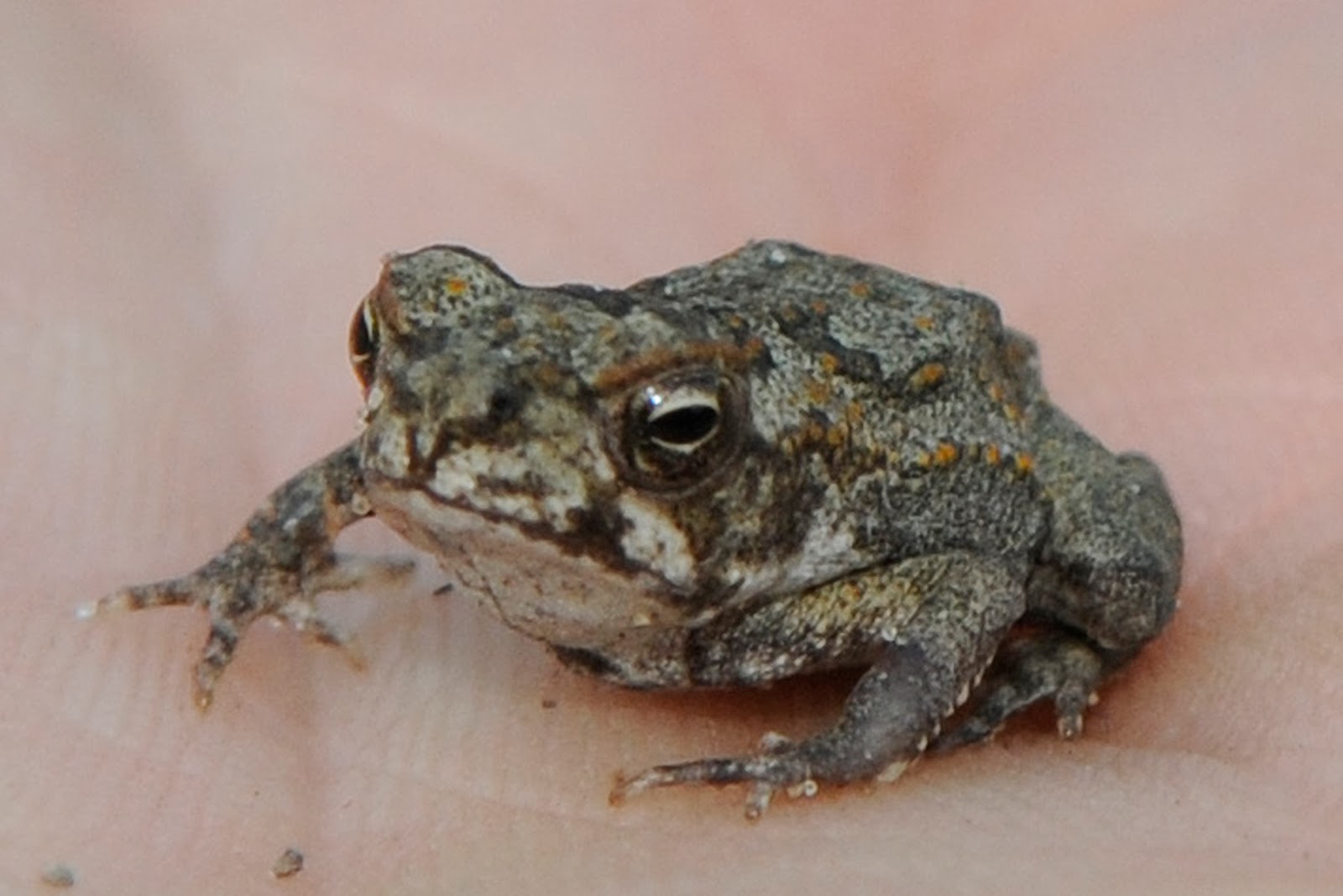 Small Animal Talk: Cane toads: a history, a gross case study, and first ...