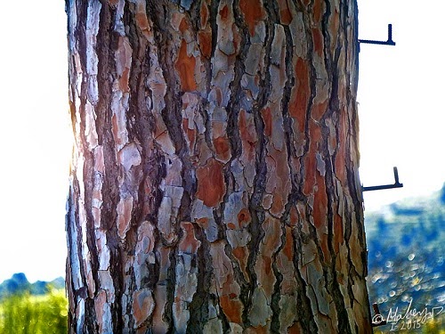 BIODIVERSIDAD COSTA GRANADINA Y...: Pino piñonero, pino real (Pinus pinea)