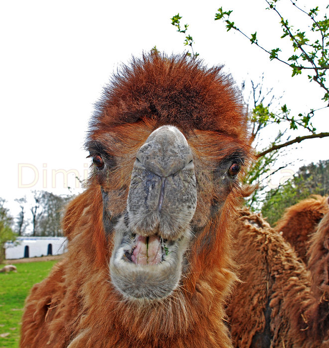 Camels With Funny Faces Quotes. QuotesGram