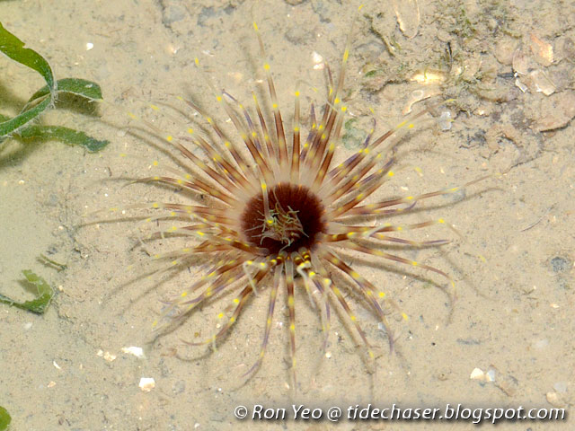 tHE tiDE cHAsER: Tube Anemones (Phylum Cnidaria: Order Ceriantharia) of ...