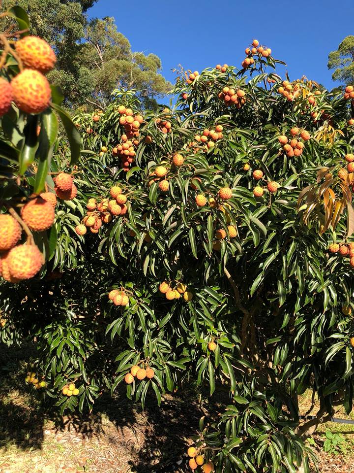 umiyumi2 : our life in perth, WA: Fruit Picking: Lychee and Green Mango