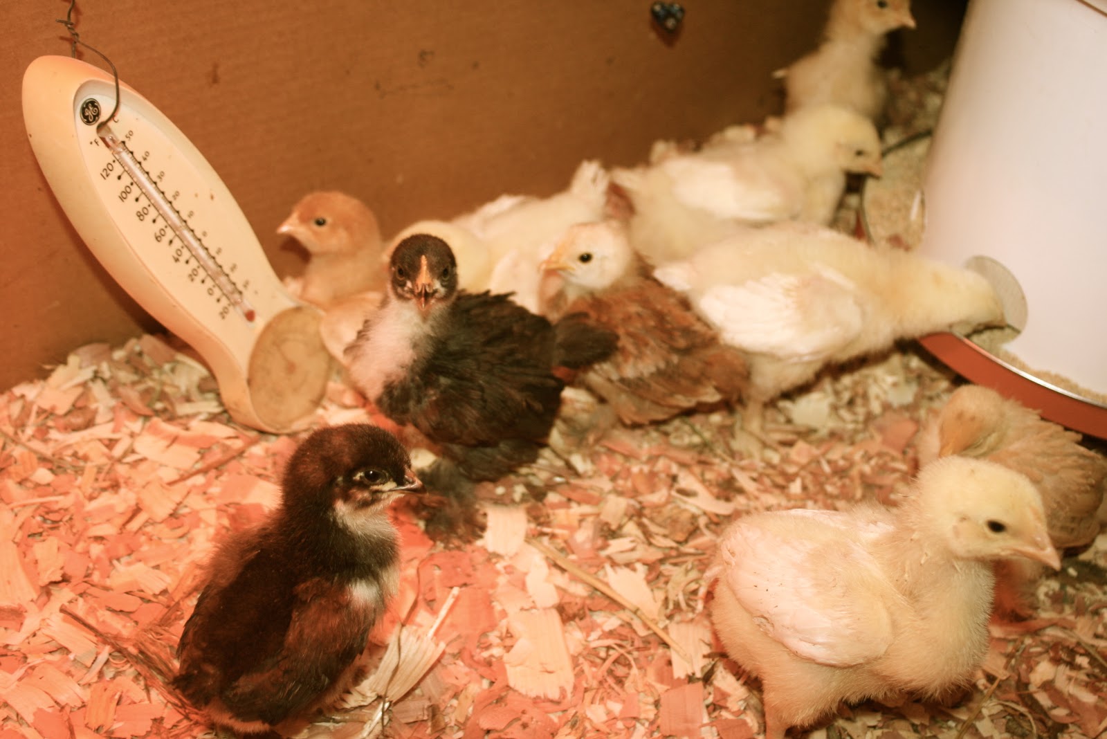 The Little Backyard Farm: Our new baby chicks arrived!