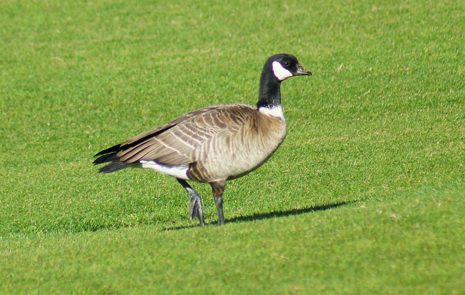 Tommy D's Birding Expeditions: The Interesting Cackler