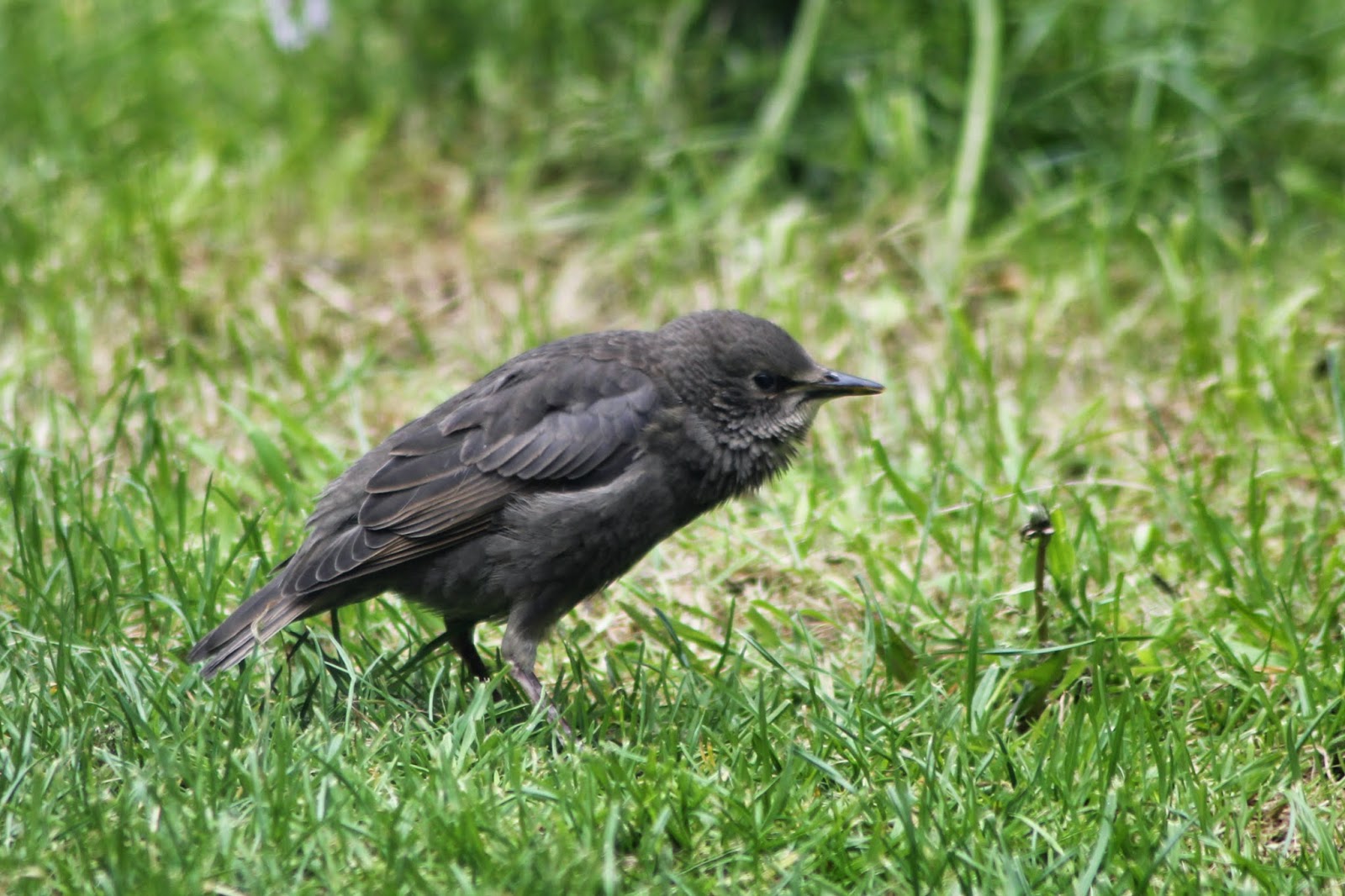 JibberJabberUK: Fledglings
