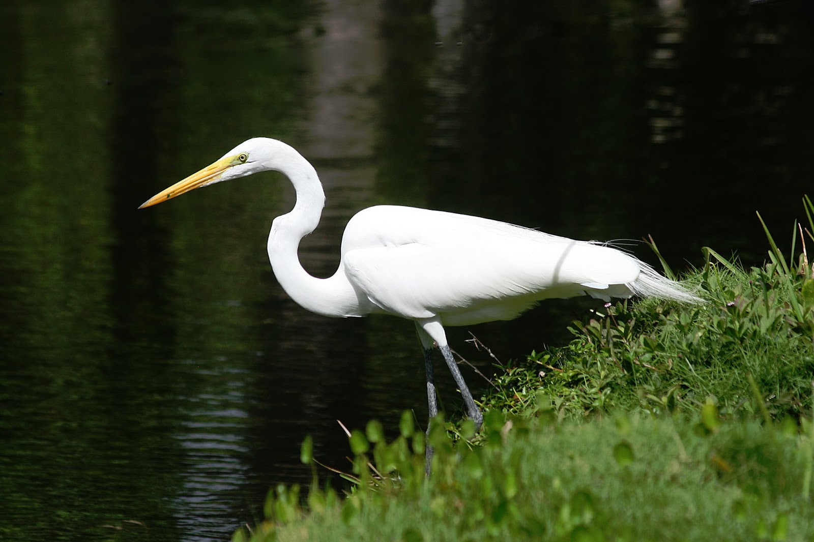 Nature Notes: Birds in Zapata Swamp