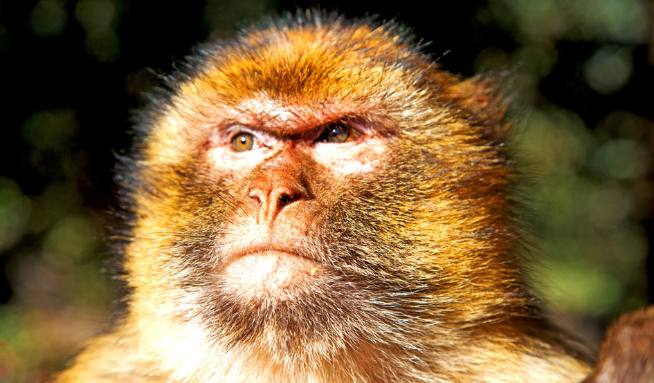 Charlando en positivo: La edad nos vuelve más “monos”