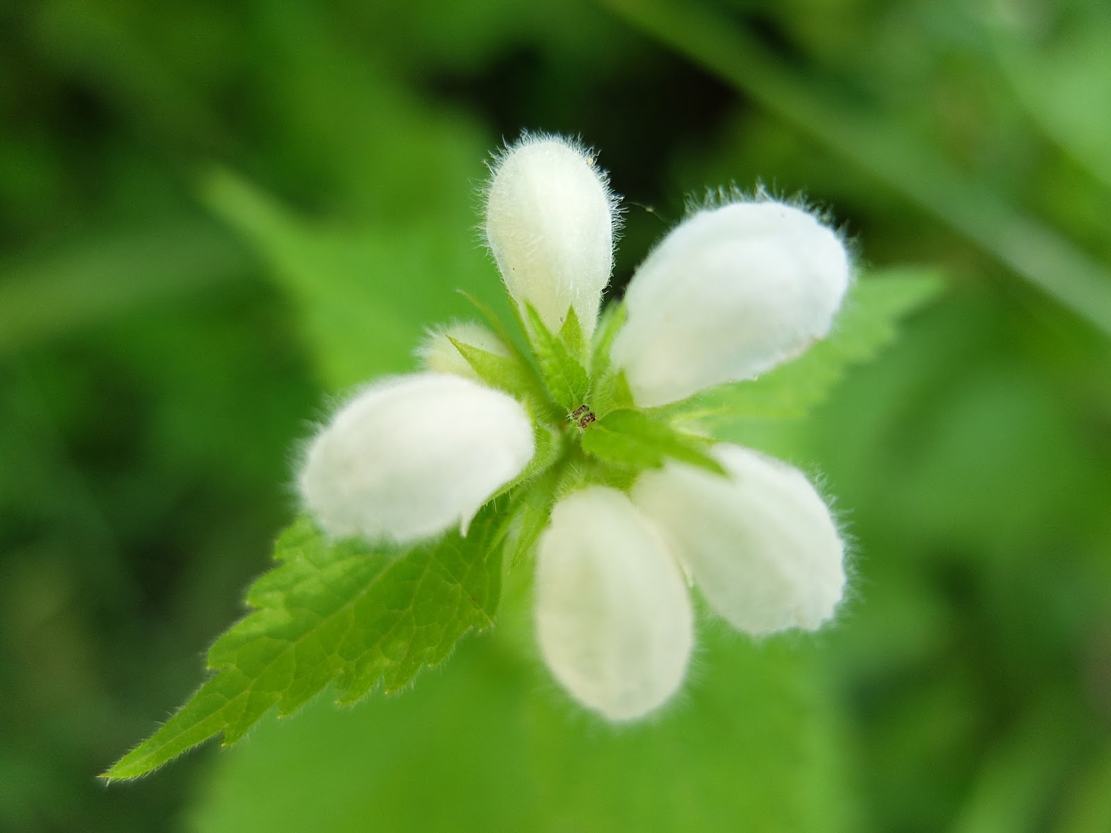 Associació Fotogràfica Jaume Oller: Una floreta
