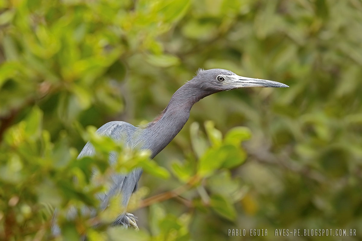 mis fotos de aves: Egretta caerulea Garza Azul Little Blue Heron