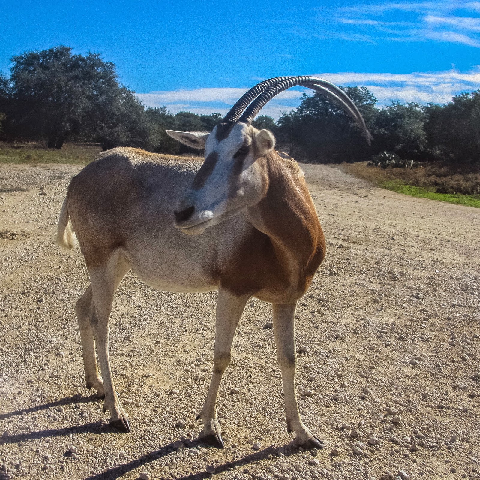 Cannundrums: Scimitar-Horned Oryx