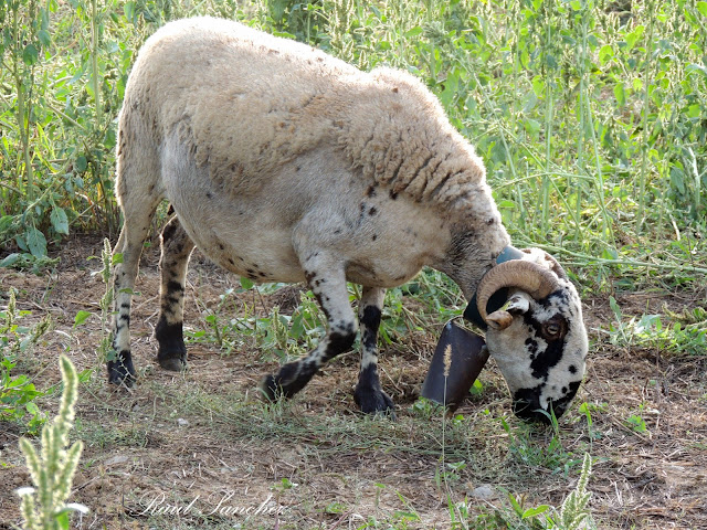 Naturaleza Viva : Ovejas pastando