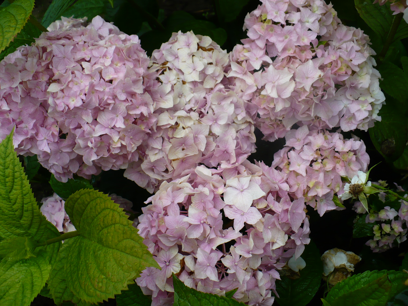 Hydrangea, Hortensja: Hydrangea macrophylla (Hortensja ogrodowa ...