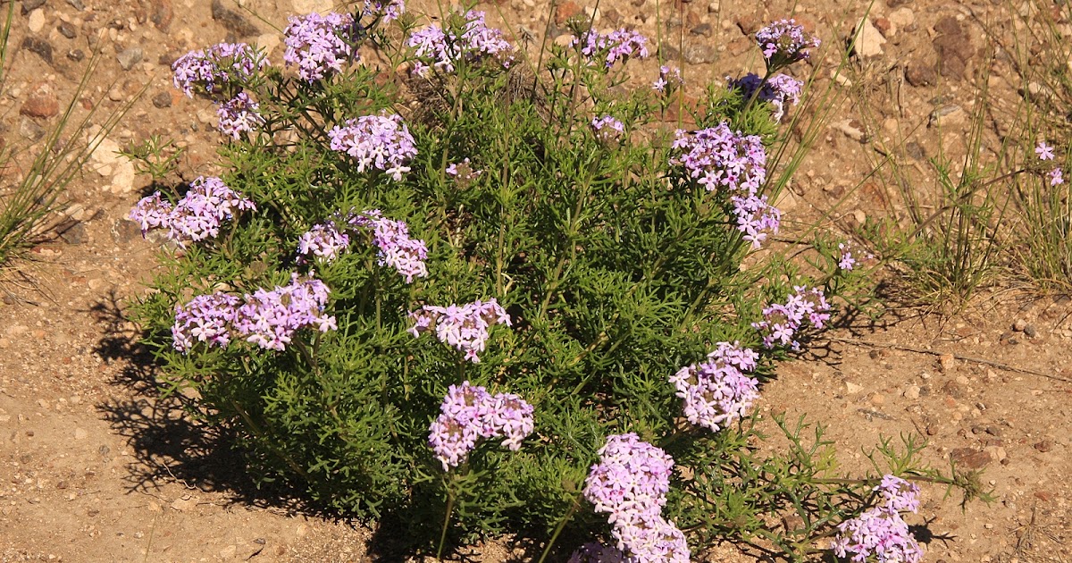 Flora Bonaerense: (Junellia hookeriana)