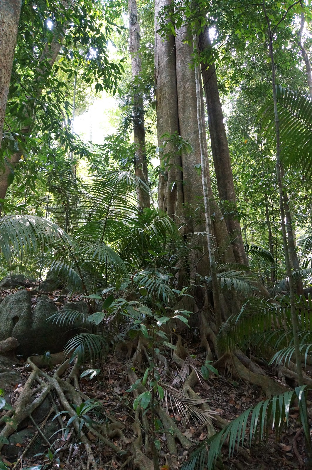 Malaisie - jour 12 : Tioman - Jungle trek vers Juara