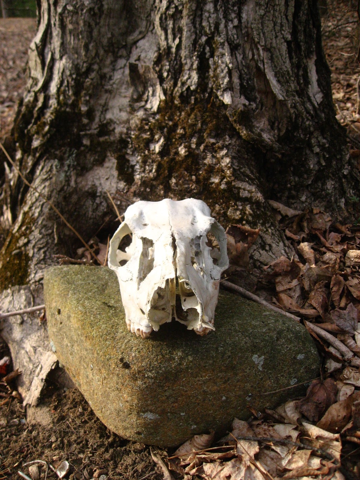 Jiling Lin, L.Ac. • Acupuncturist, Herbalist, Artist: new england spring: magic