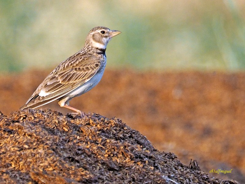 MIS AMIGAS LAS AVES: Calandria común (Melanocorypha calandra)