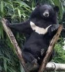 ANIMALES: El oso del sol y oso de la luna